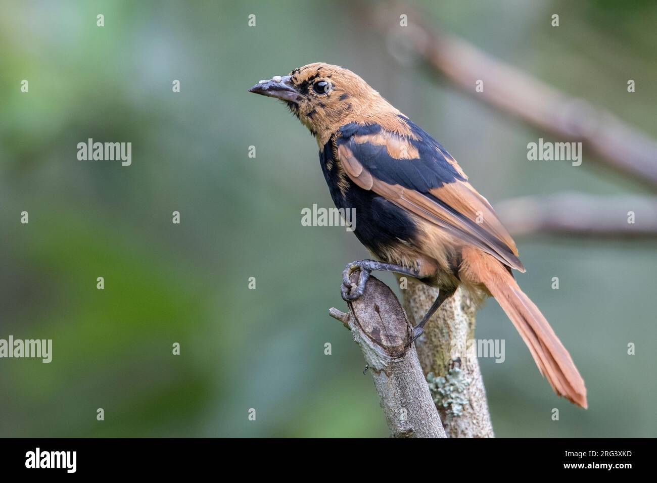 White-lined Tanager (Tachyphonus rufus) at ProAves Tangaras Reserve, El ...