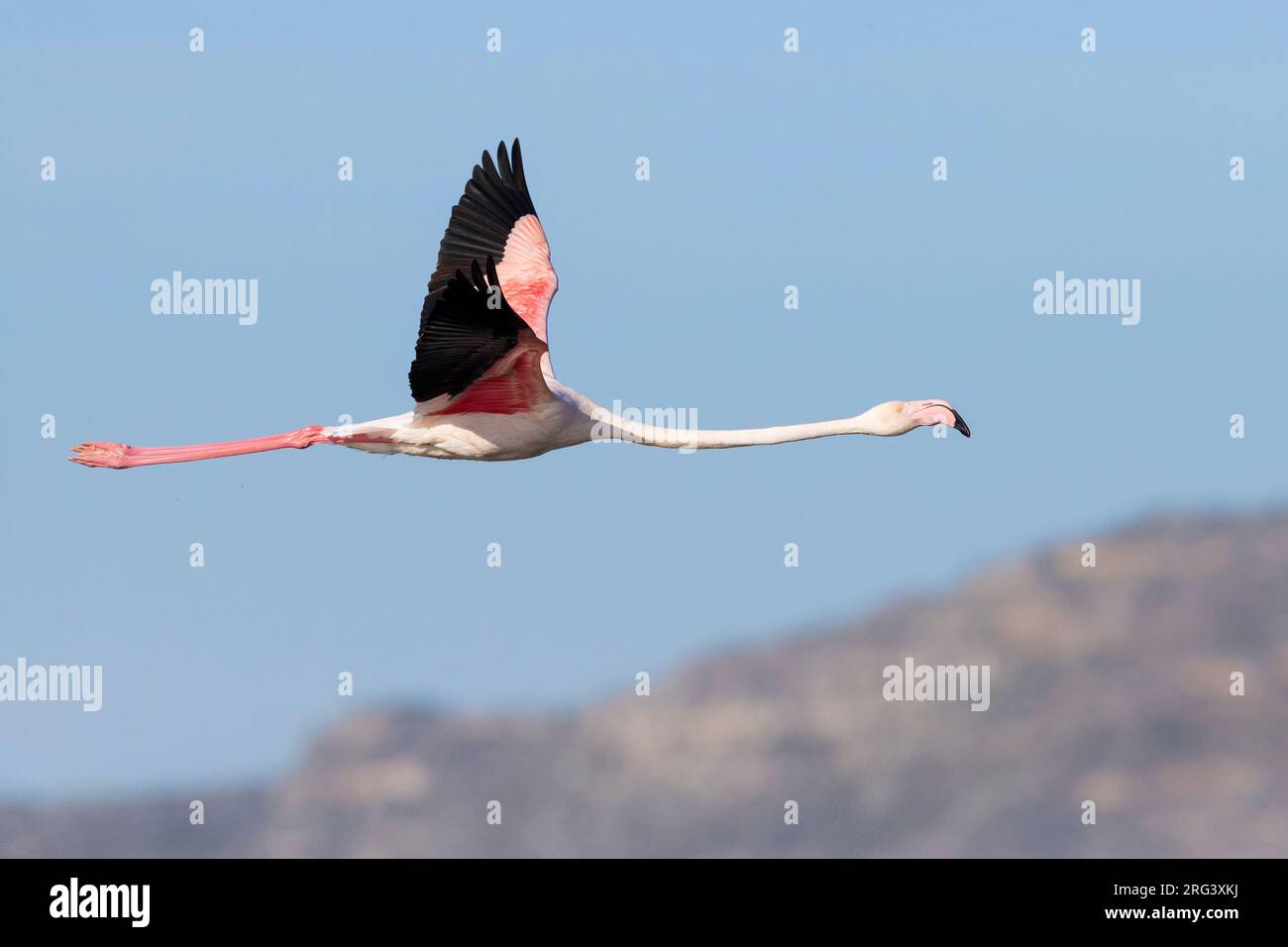 Greater Flamingo (Phoenicopterus roseus), side view of an adult in ...