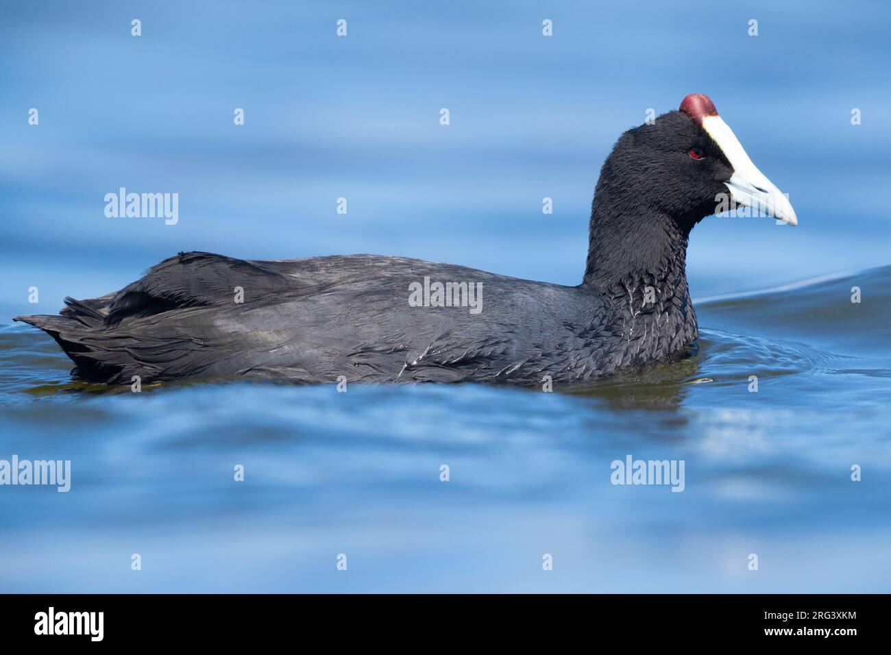 Red-knobbed Coot (Fulica cristata), side view of an adult swimming in a ...