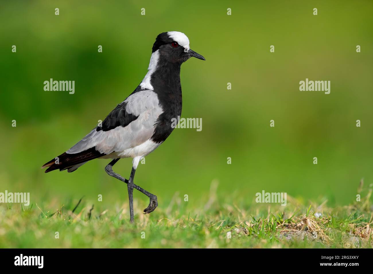 Blacksmith Lapwing (Vanellus armatus), side view of an adult standing on the ground, Western ...