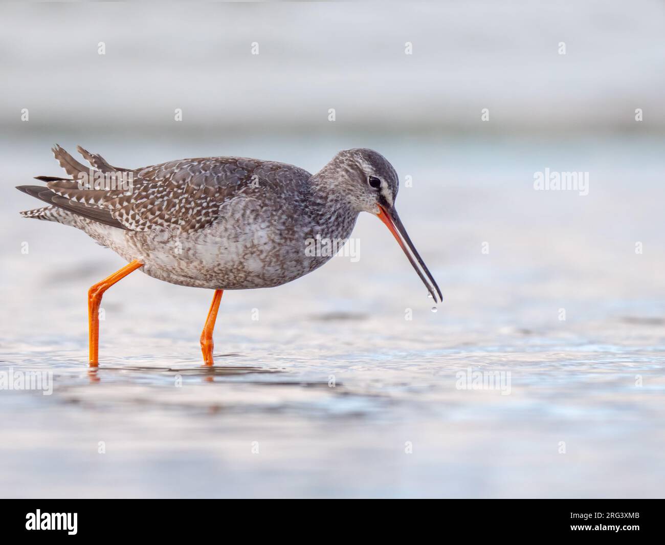 Spotted Redshank, Tringa erythropus in winter plumage is finding food ...
