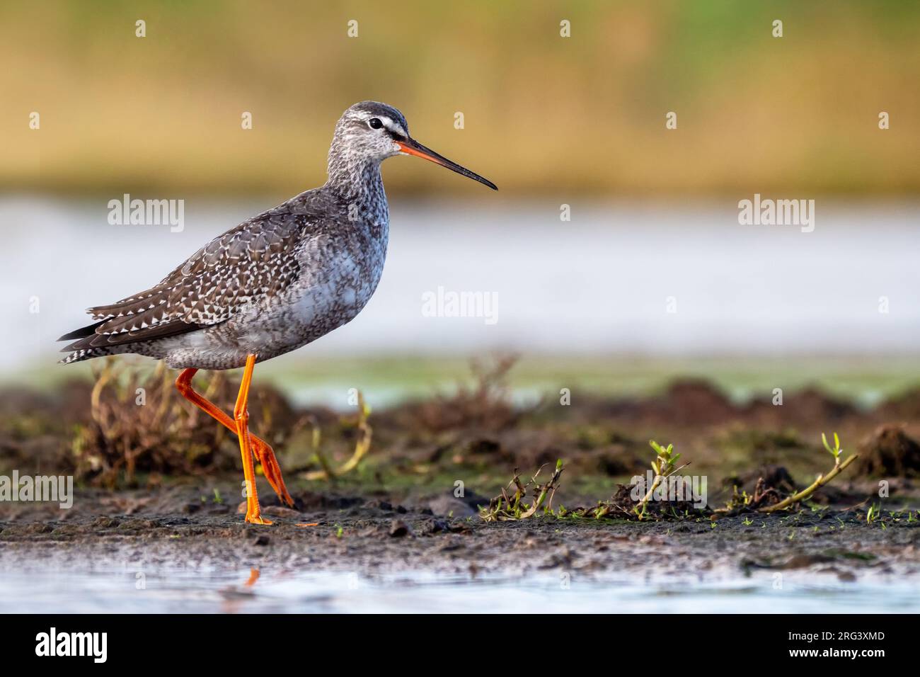 Spotted Redshank, Tringa erythropus in winter plumage is securing the ...