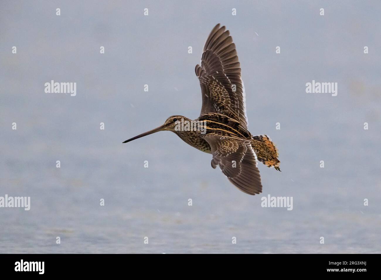 Watersnip; Common Snipe Stock Photo - Alamy