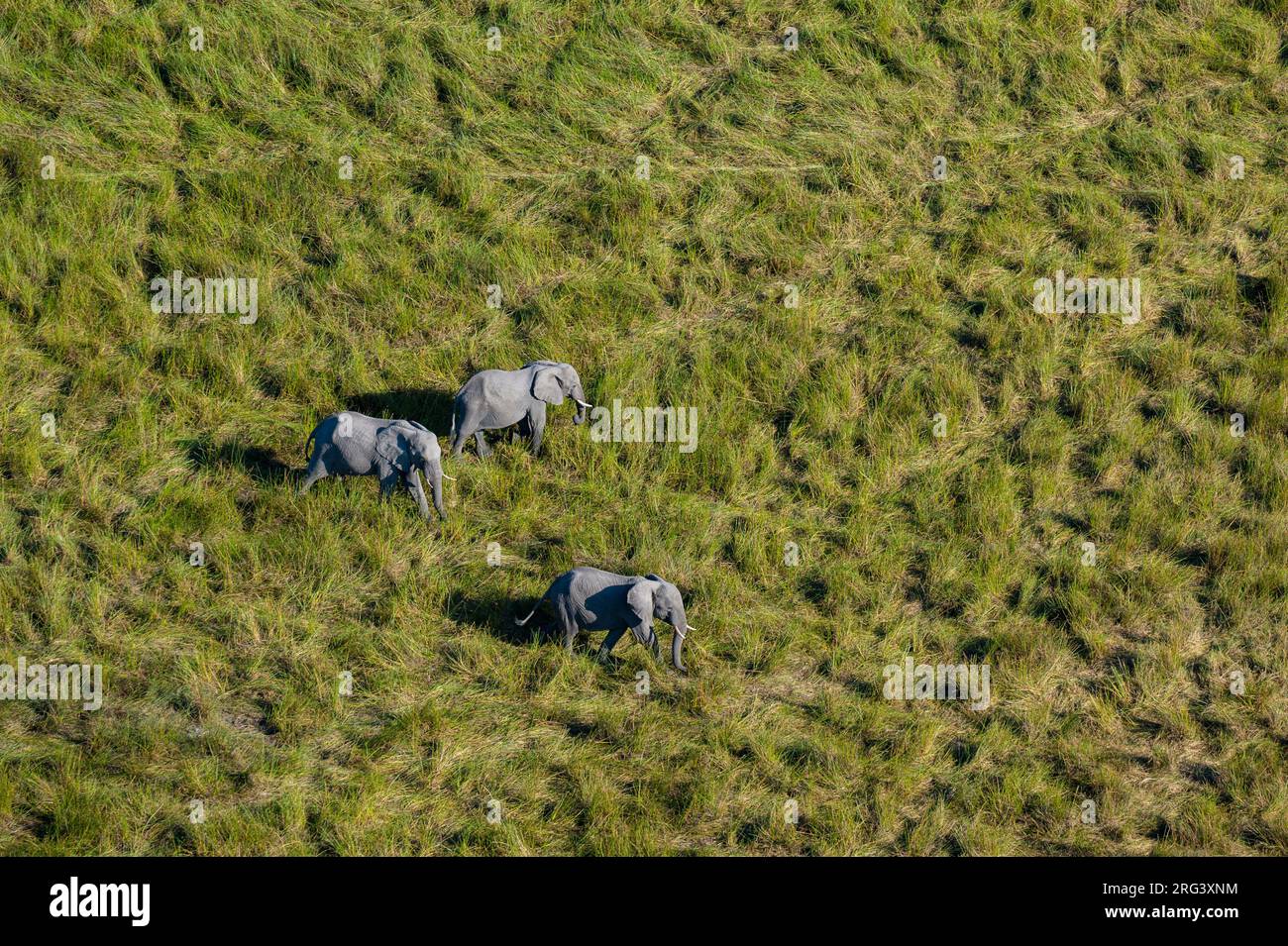Aerial view small group elephants hi-res stock photography and images ...