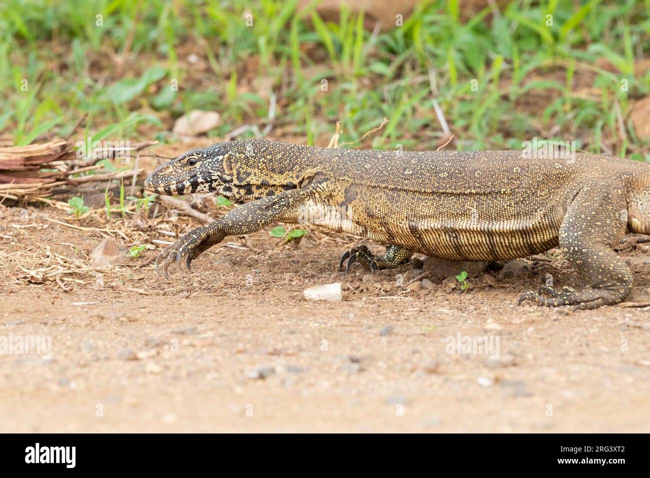 Adult Nile Monitor