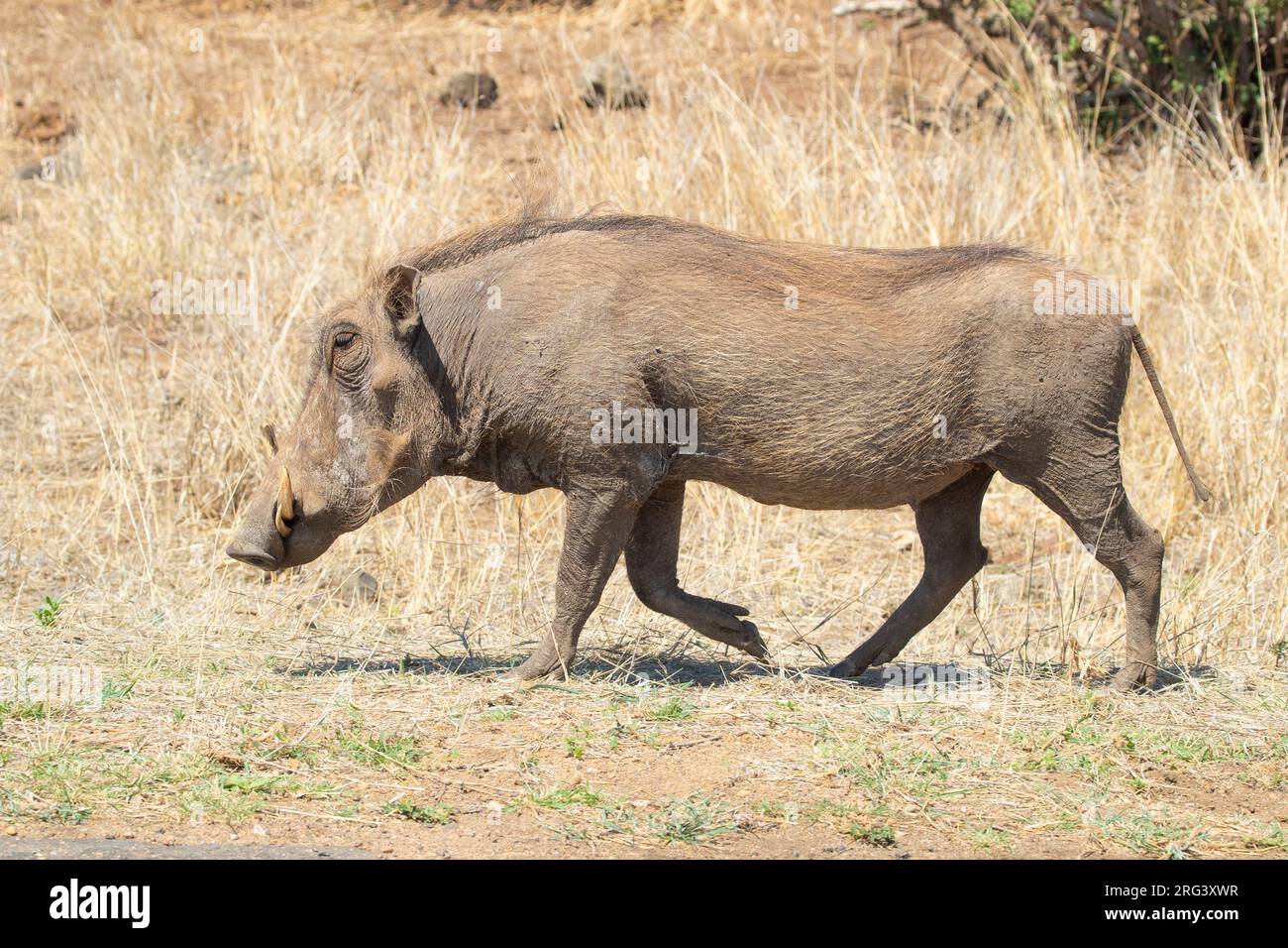 Southern Warthog (Phacochoerus africanus sundevallii), side view of an ...