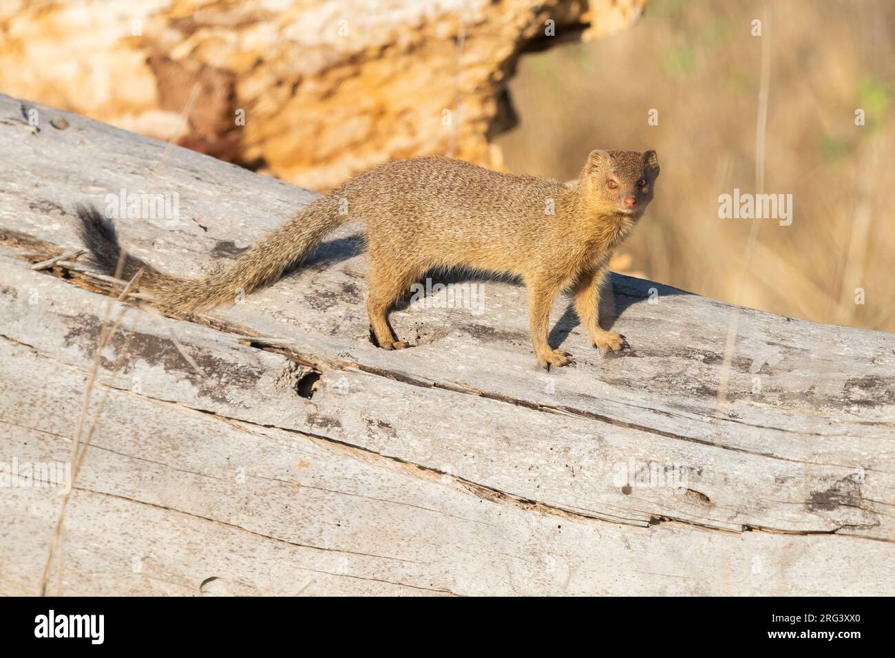 Slender Mongoose (Galerella sanguinea), adult standing on an old trunk ...