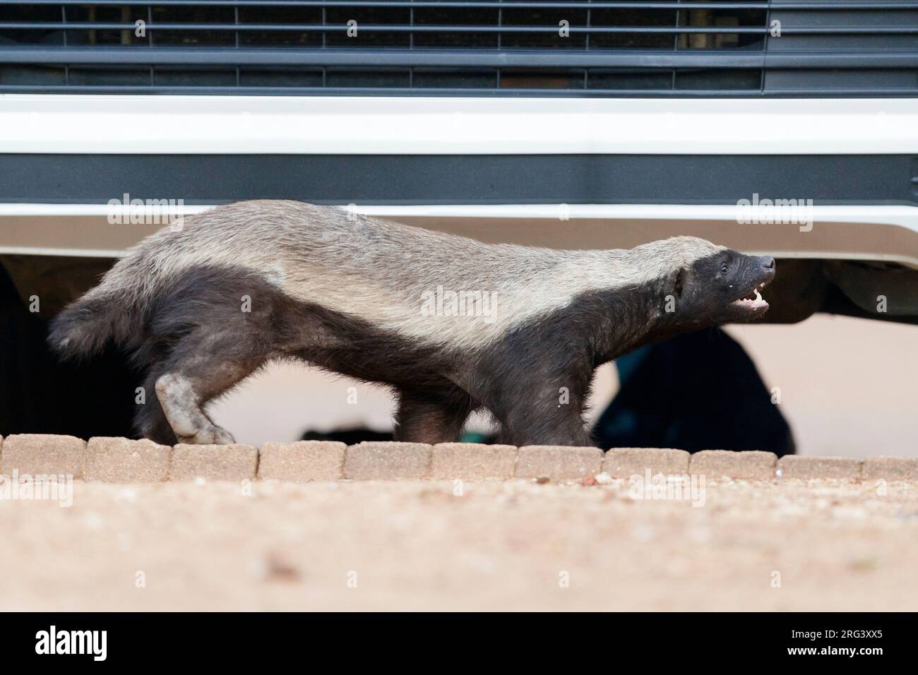 Honey Badger (Mellivora capensis), adult showing its teeth, Mpumalanga ...