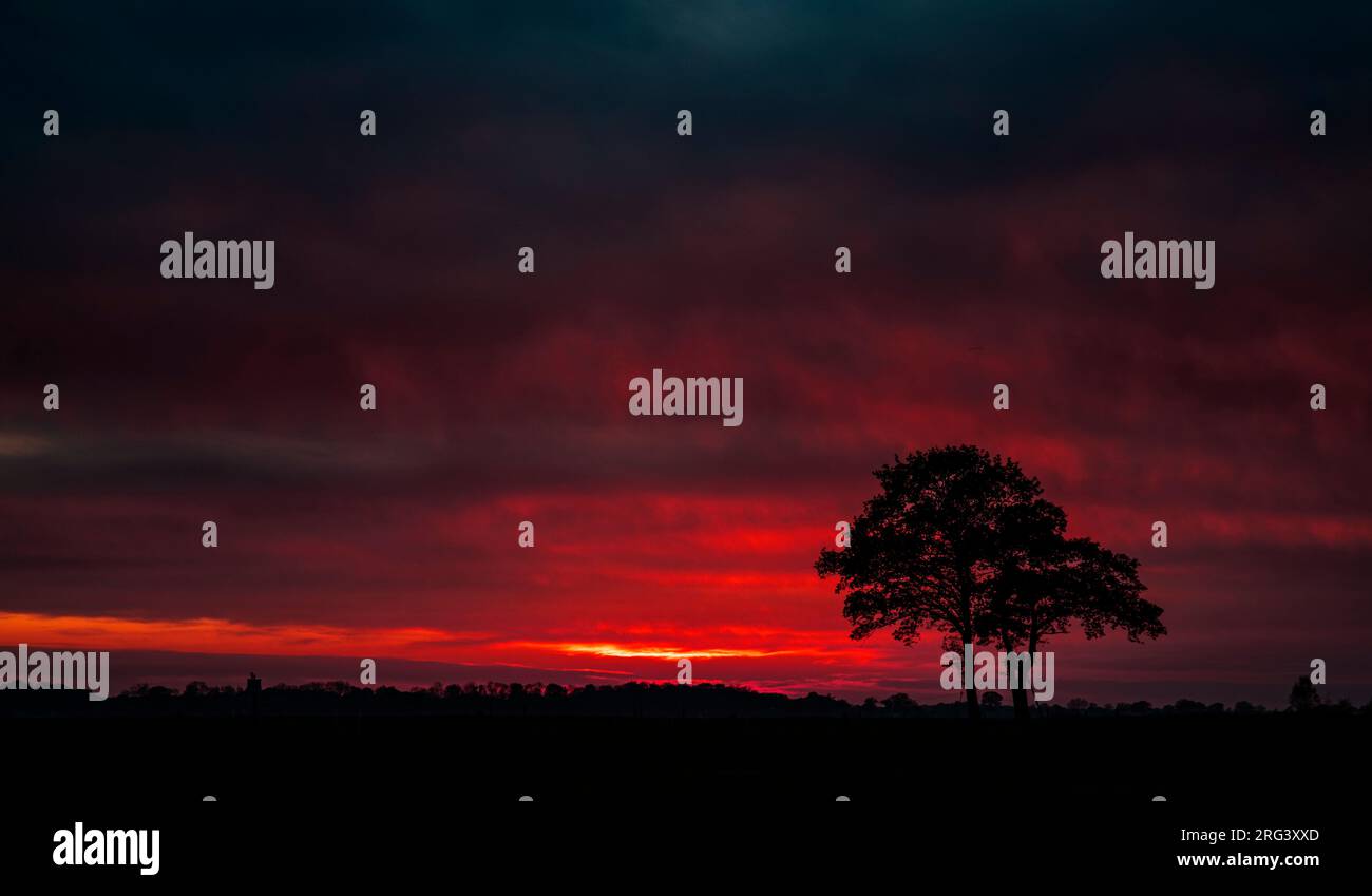 Typical bank trees hi-res stock photography and images - Alamy