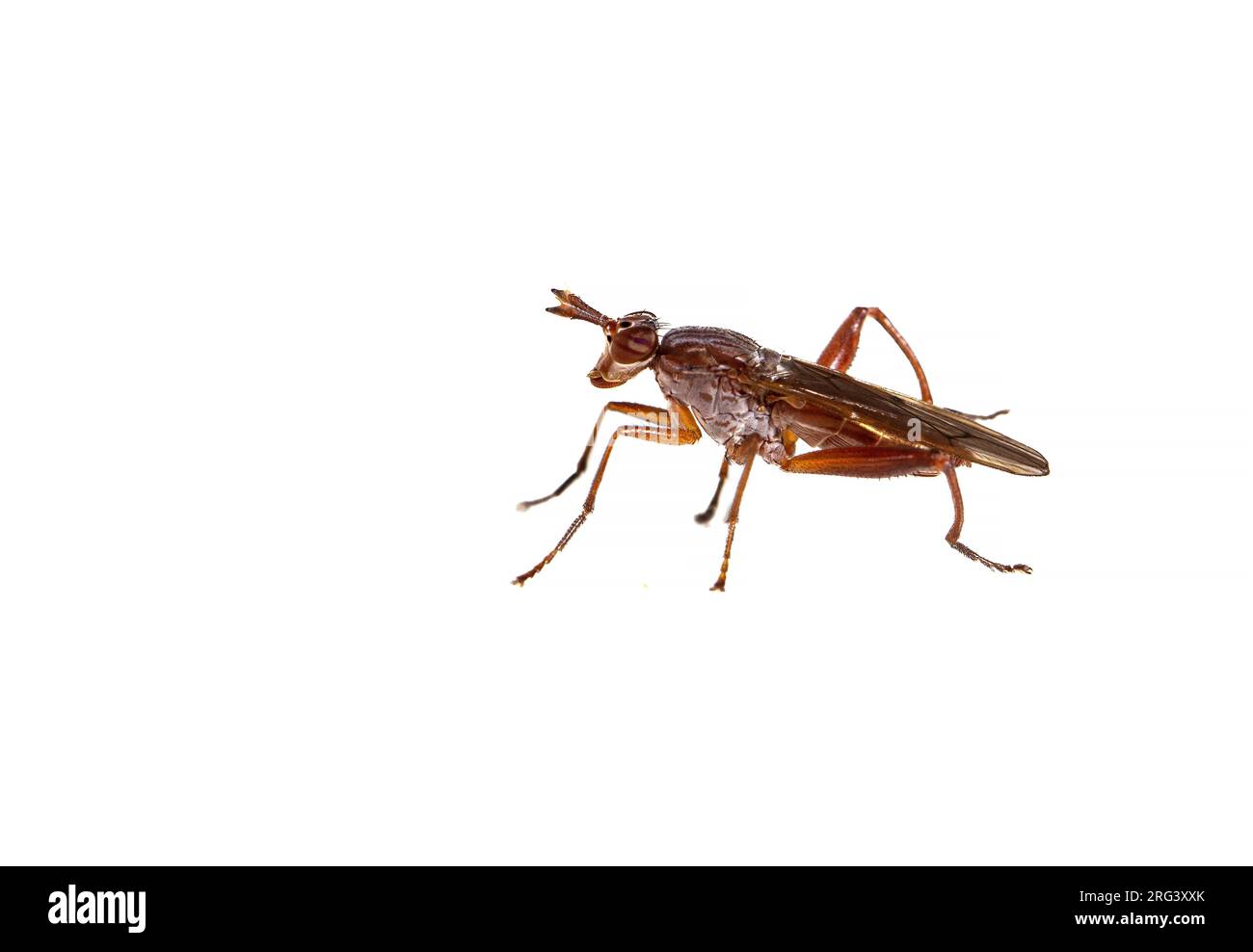 Sepedon hi-res stock photography and images - Alamy