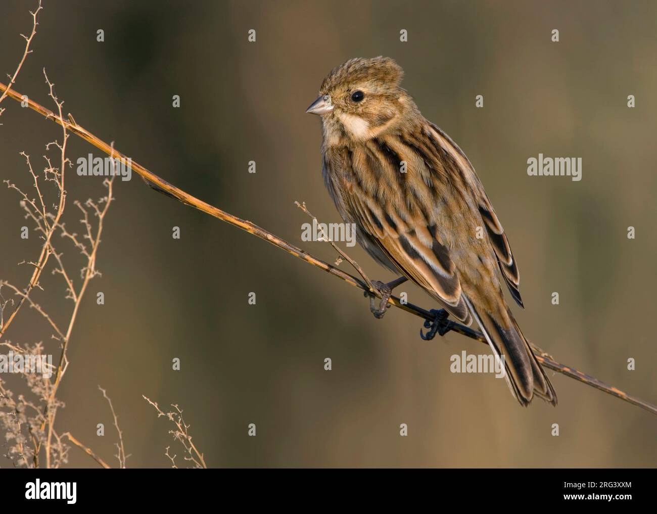Rietgors, Common Reed Bunting, Emberiza schoeniclus Stock Photo - Alamy