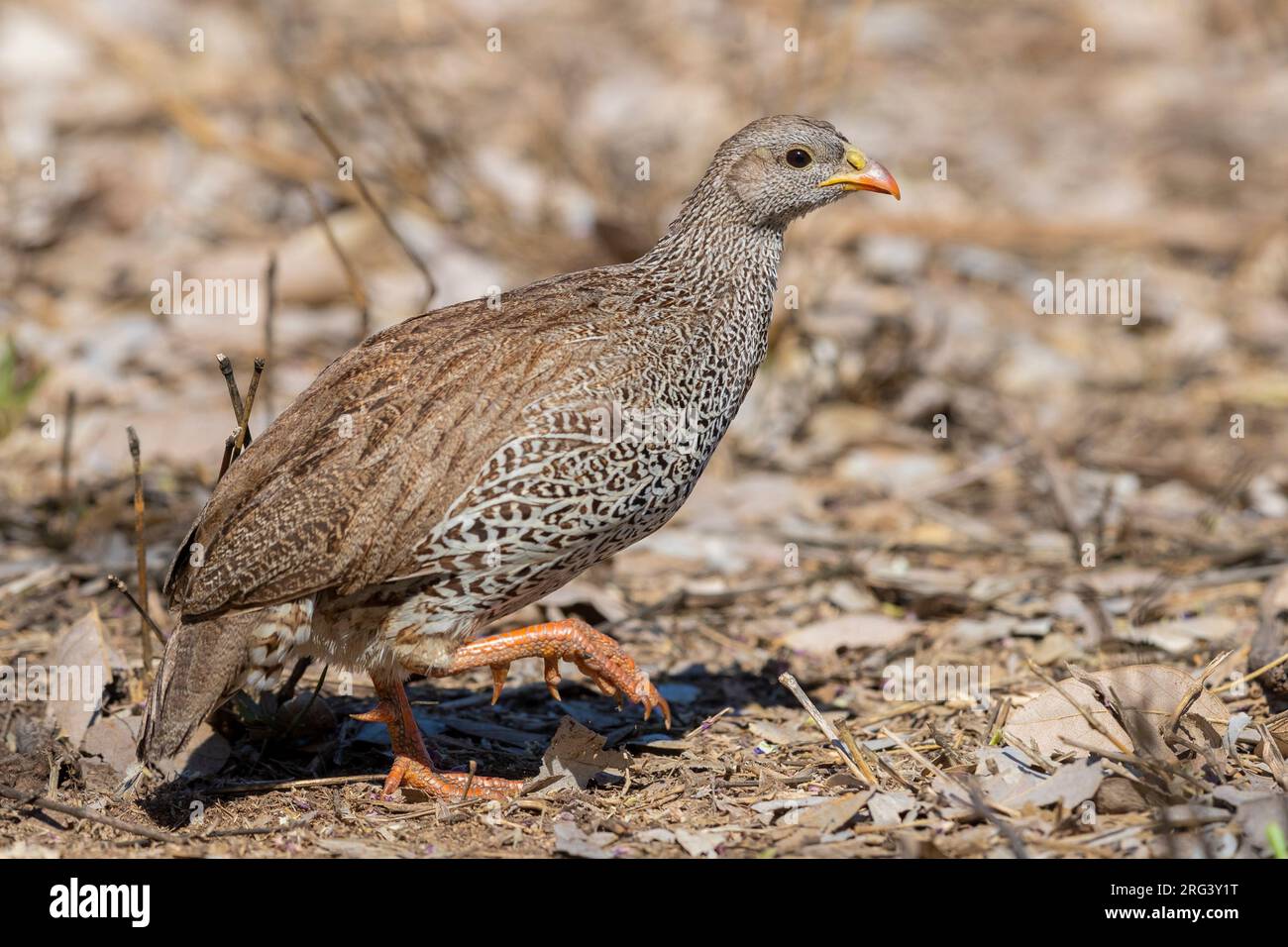 Natal Spurfowl (Pternistis natalensis), side view of an adult walking ...
