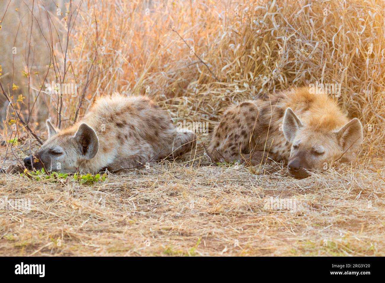 Spotted Hyena (Crocuta crocuta), two cubs sleeping, Mpumalanga, South ...