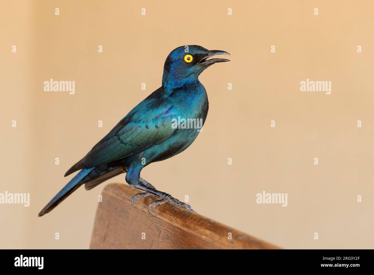 Cape Starling (Lamprotornis nitens), side view of an adult standing on ...