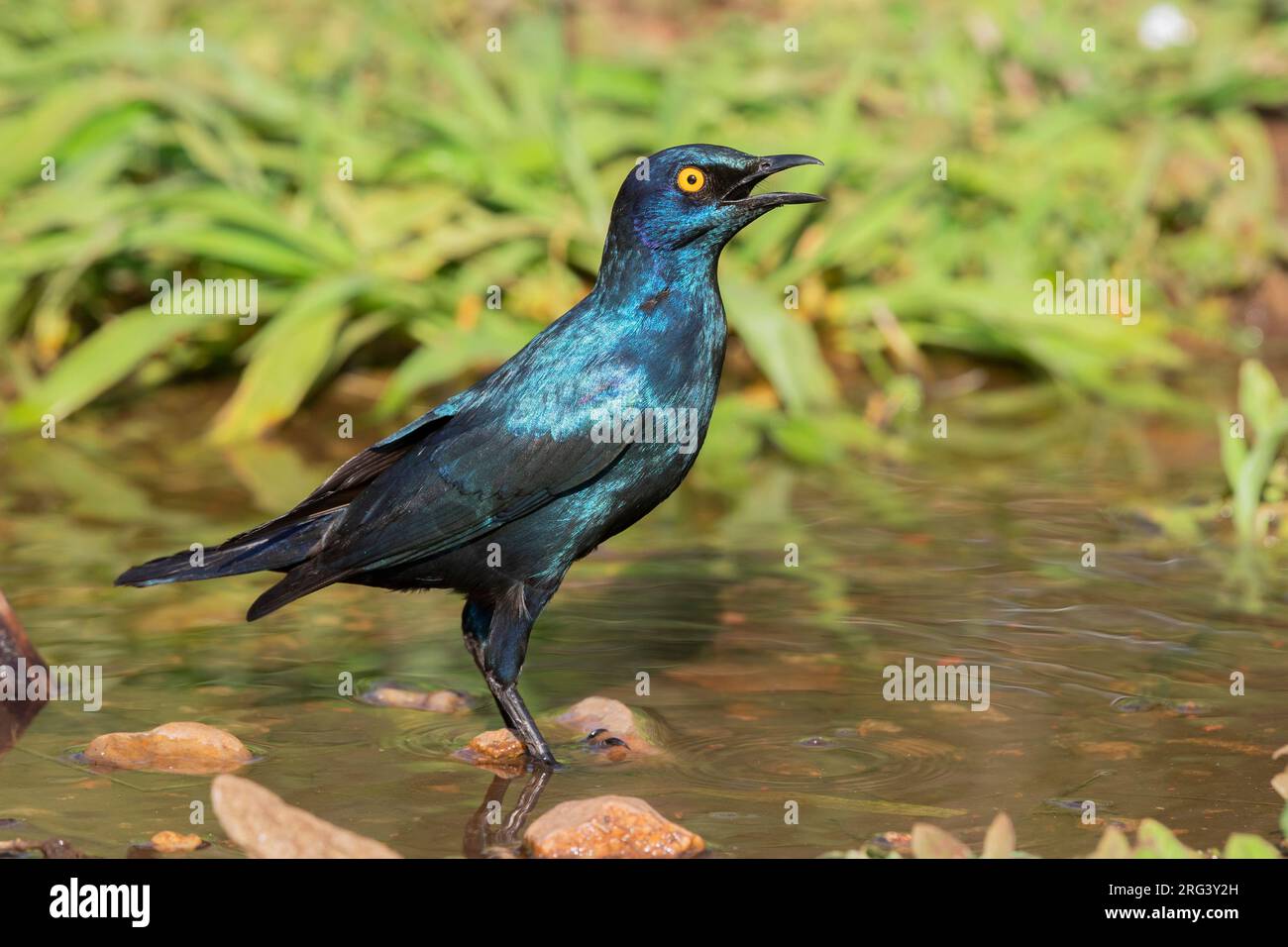 Cape Starling (Lamprotornis nitens), side view of an adult standing in ...