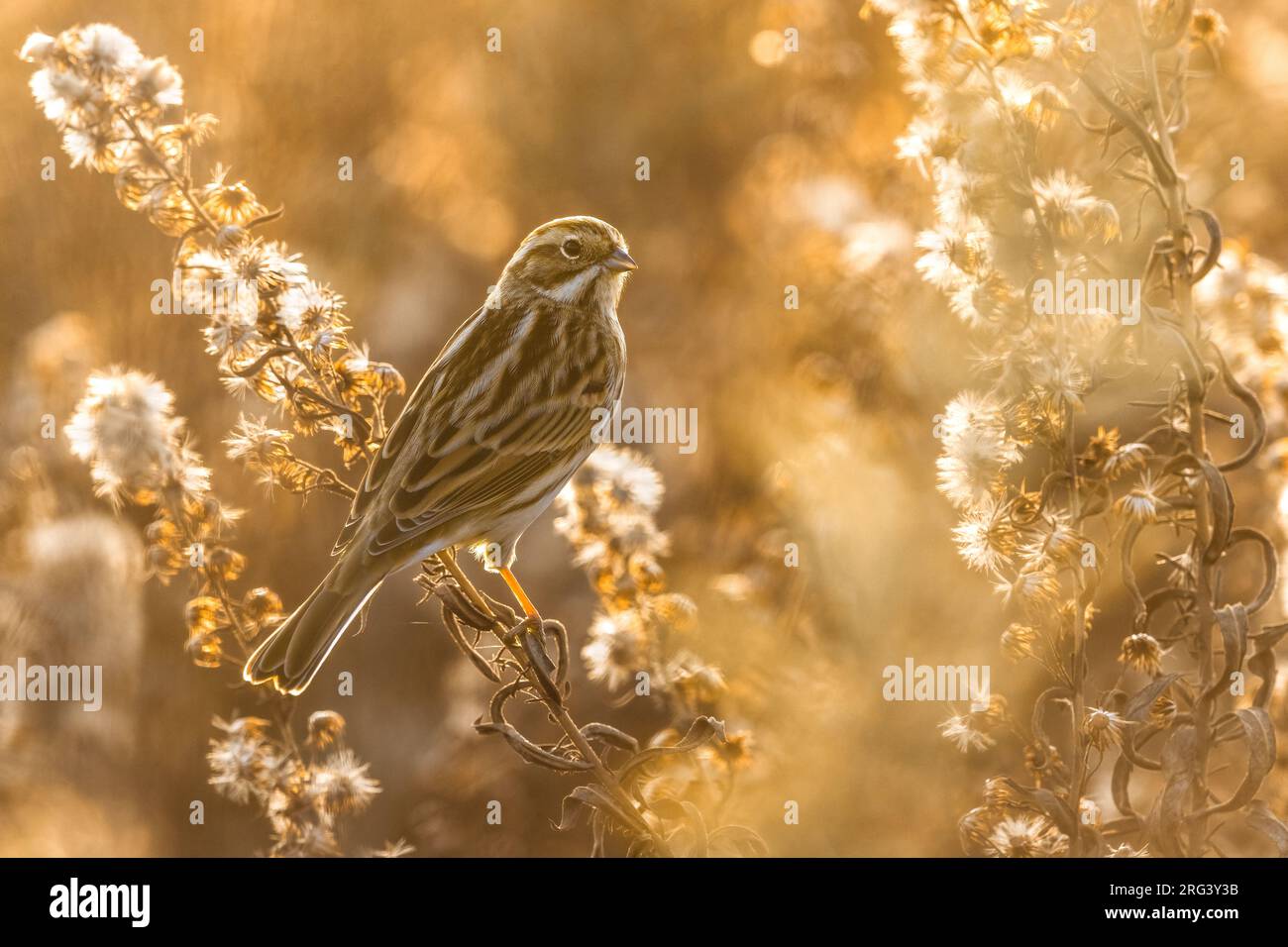 Common Reed Bunting (Emberiza schoeniclus) in Italy Stock Photo - Alamy
