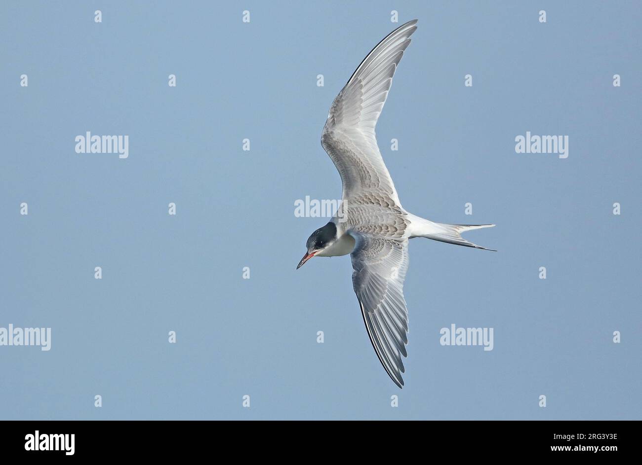 Arctic tern (Sterna paradisaea), juvenile in flight, seen from the side ...