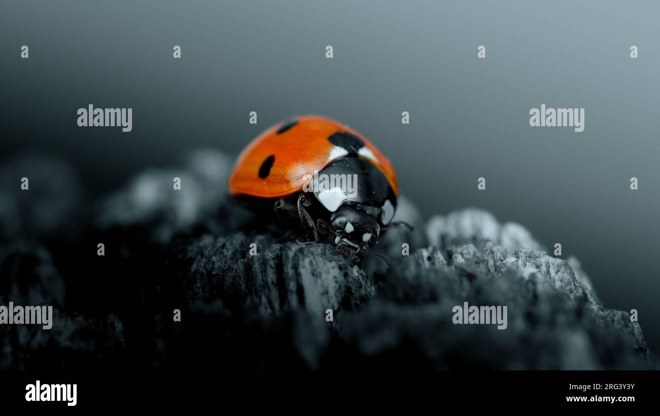 Dark red ladybug hi-res stock photography and images - Alamy