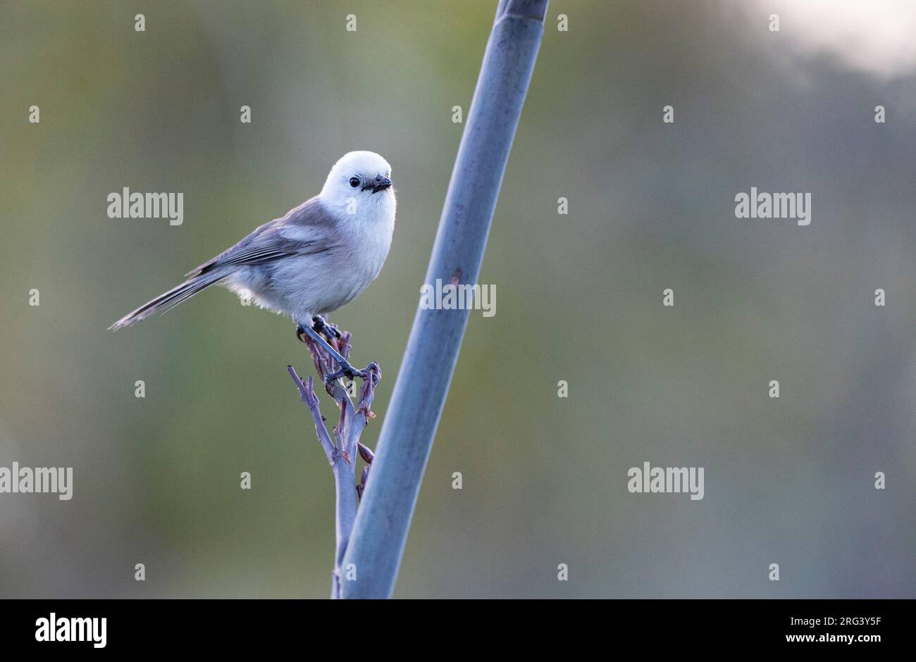 Whitehead (Mohoua albicilla) on Tiritiri Matangi Island sanctuary off ...