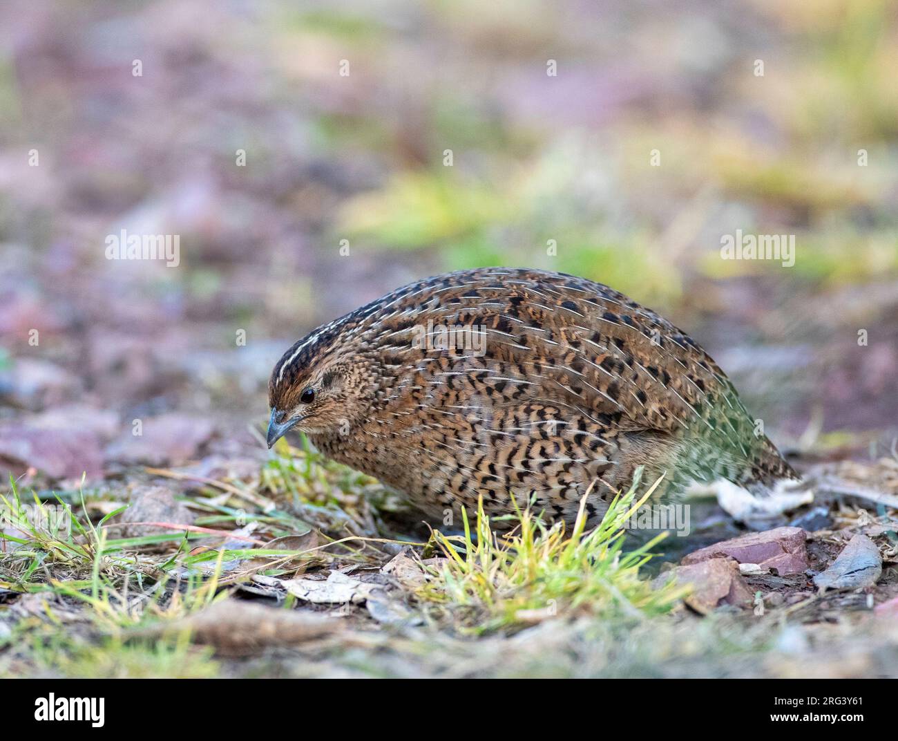 Brown Quail (Synoicus ypsilophorus) in New Zealand. Also known as the ...