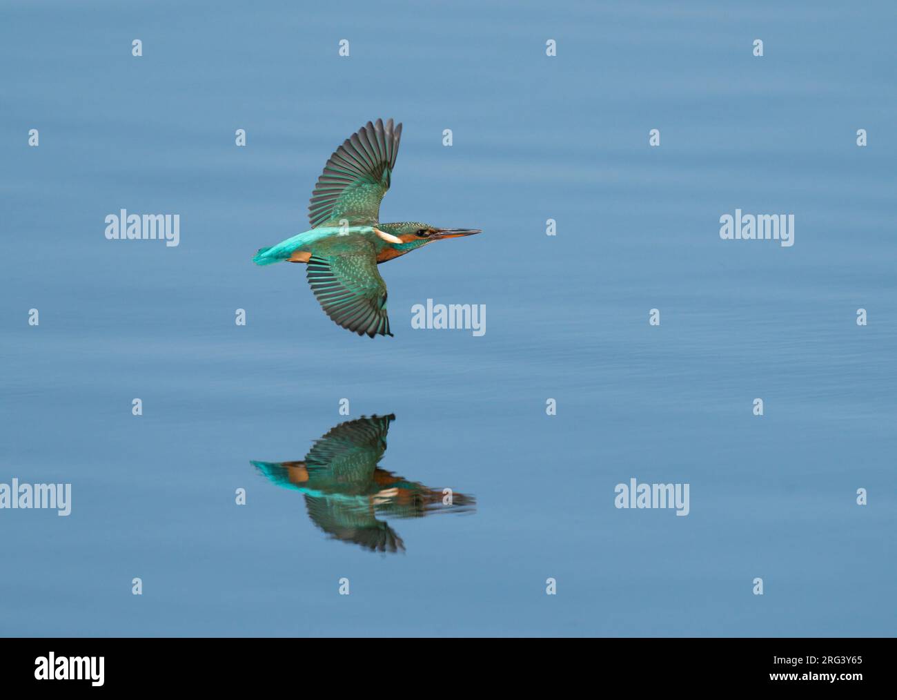 Common Kingfisher (Alcedo atthis) flying, migrating low over water ...