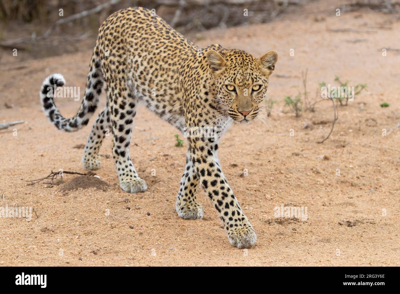 Leopard (Panthera pardus), adult female walking toward the camera ...