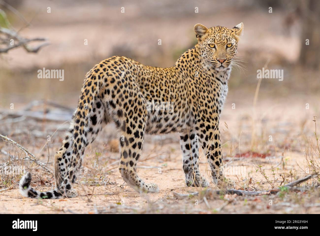 Leopard (Panthera pardus), adult female standing on the ground ...