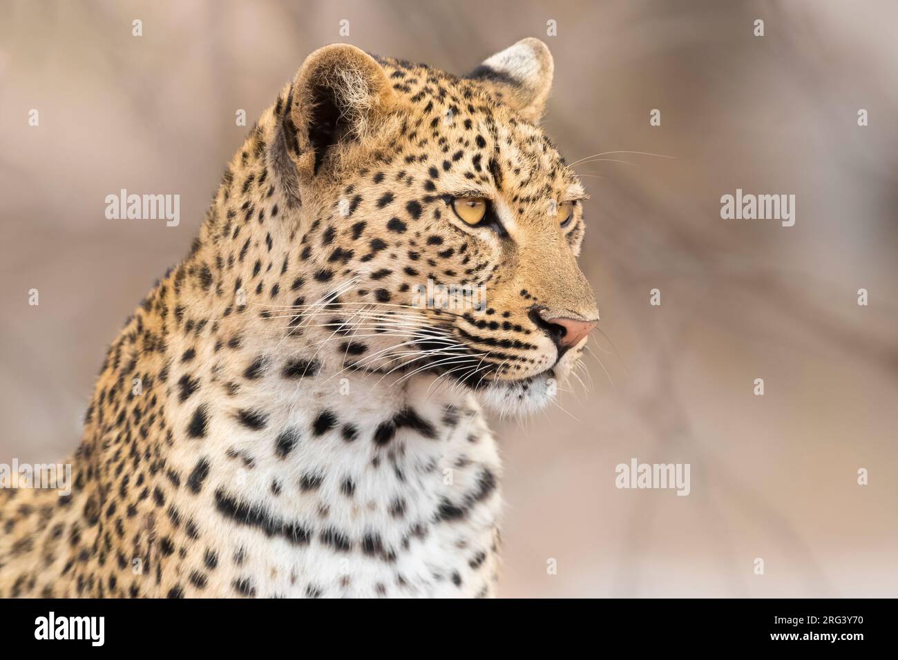 Leopard panthera pardus adult hi-res stock photography and images - Alamy