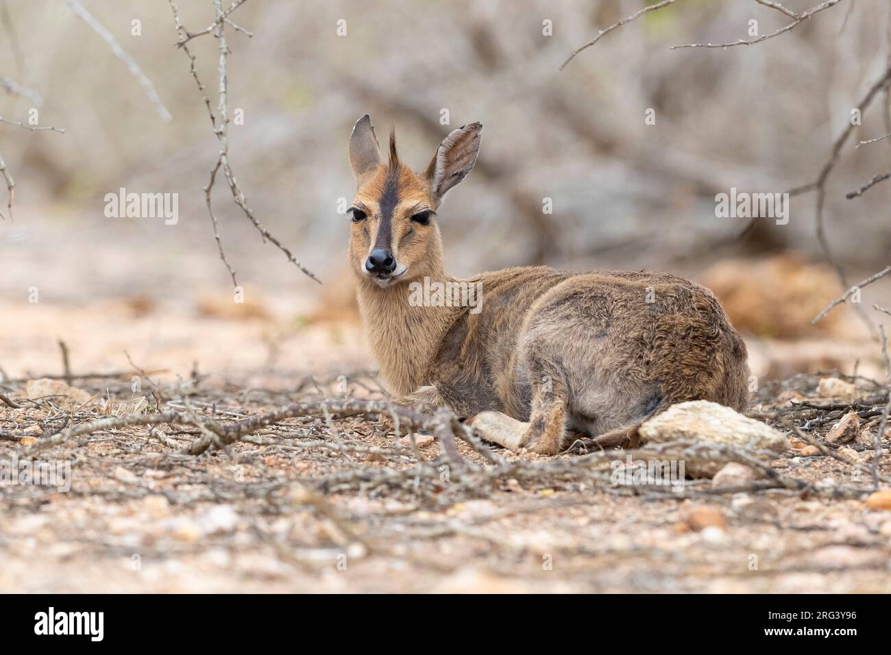 Common Duiker (Sylvicapra grimmia), adult female sitting on the ground ...
