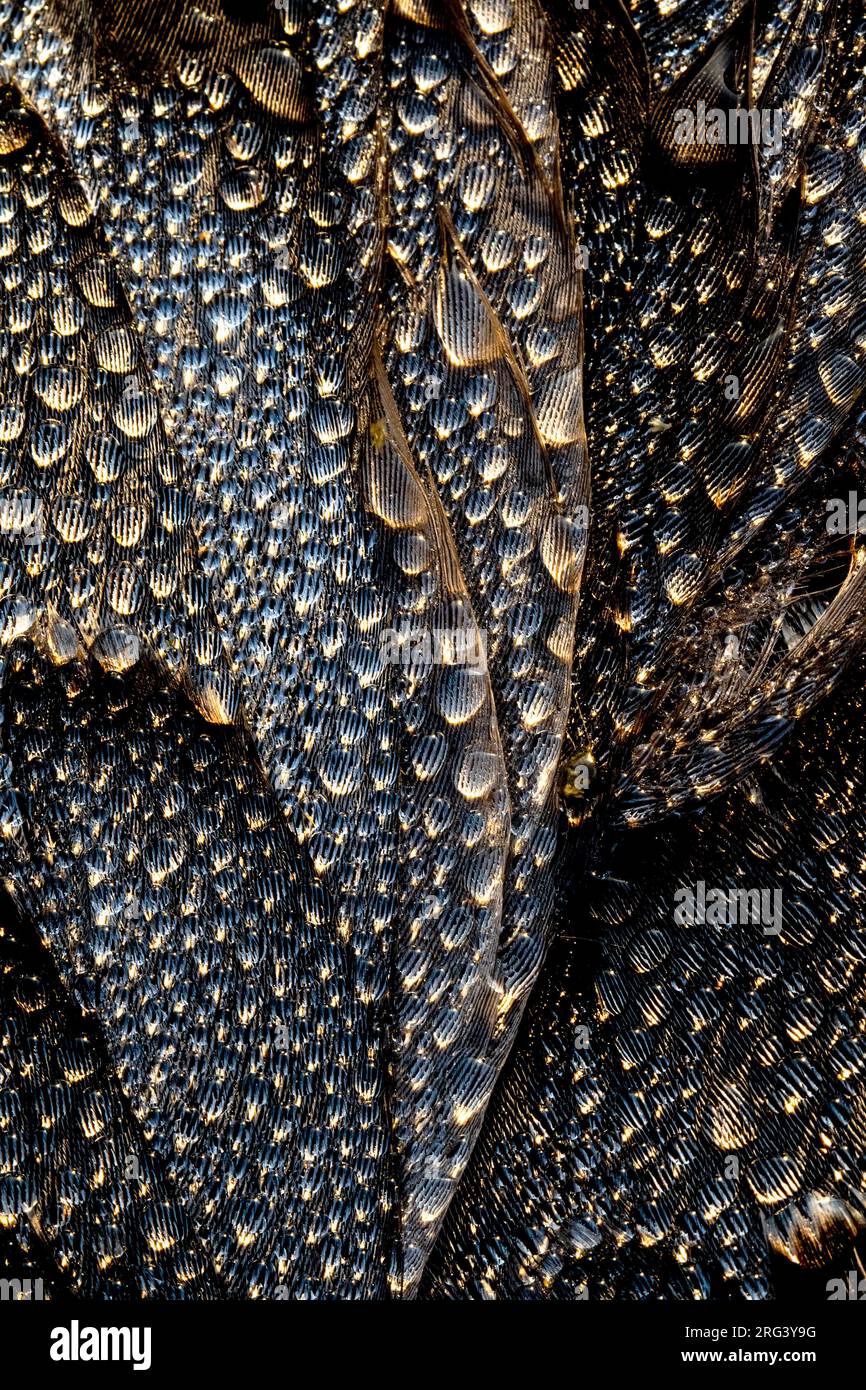 Dewdrops on the feathers of a dead Barnacle Goose Stock Photo - Alamy