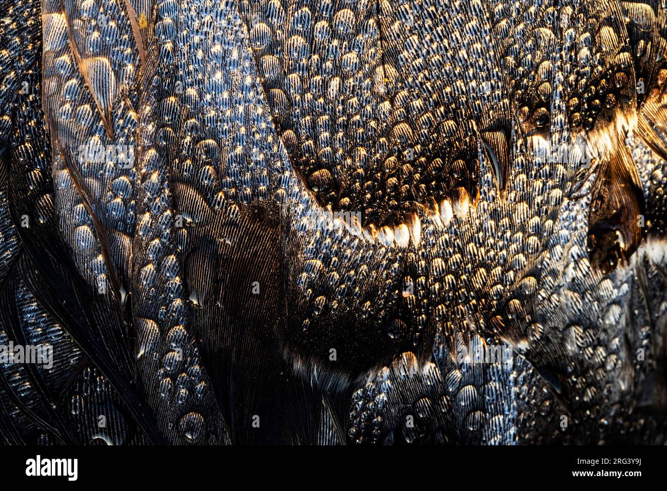 Dead goose nature hi-res stock photography and images - Alamy