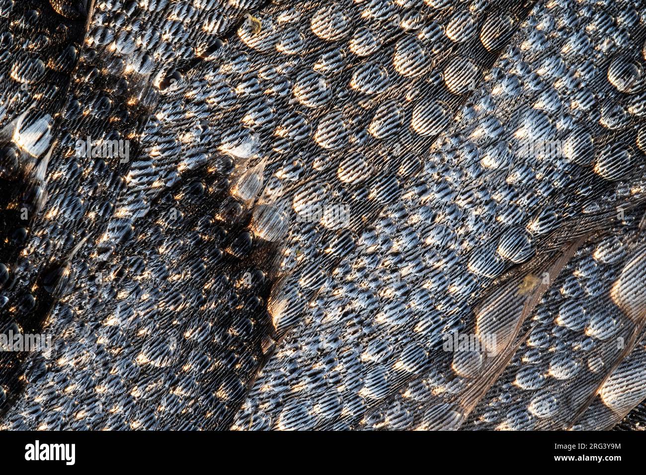 Dewdrops on the feathers of a dead Barnacle Goose Stock Photo - Alamy