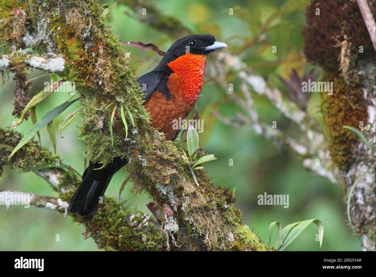 Pyroderus scutatus hi-res stock photography and images - Alamy