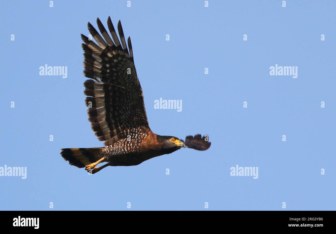 Sulawesi serpent eagle (Spilornis rufipectus) in Sulawesi Stock Photo ...