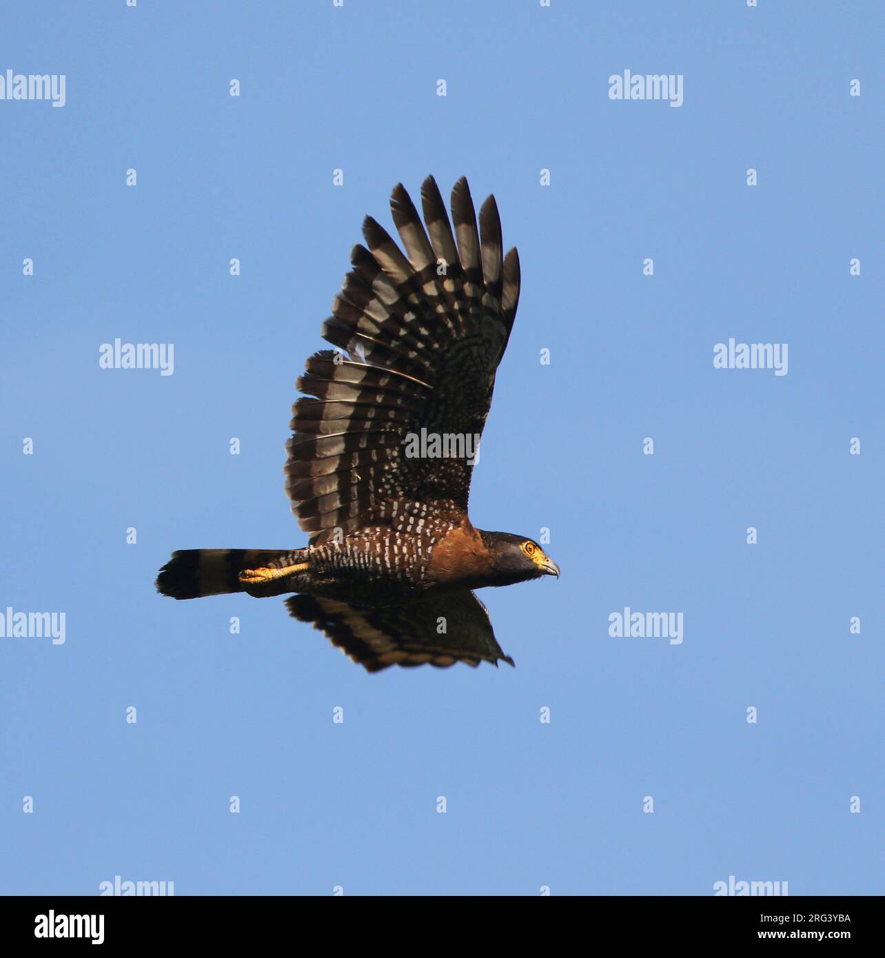 Sulawesi serpent eagle (Spilornis rufipectus) in Sulawesi Stock Photo ...