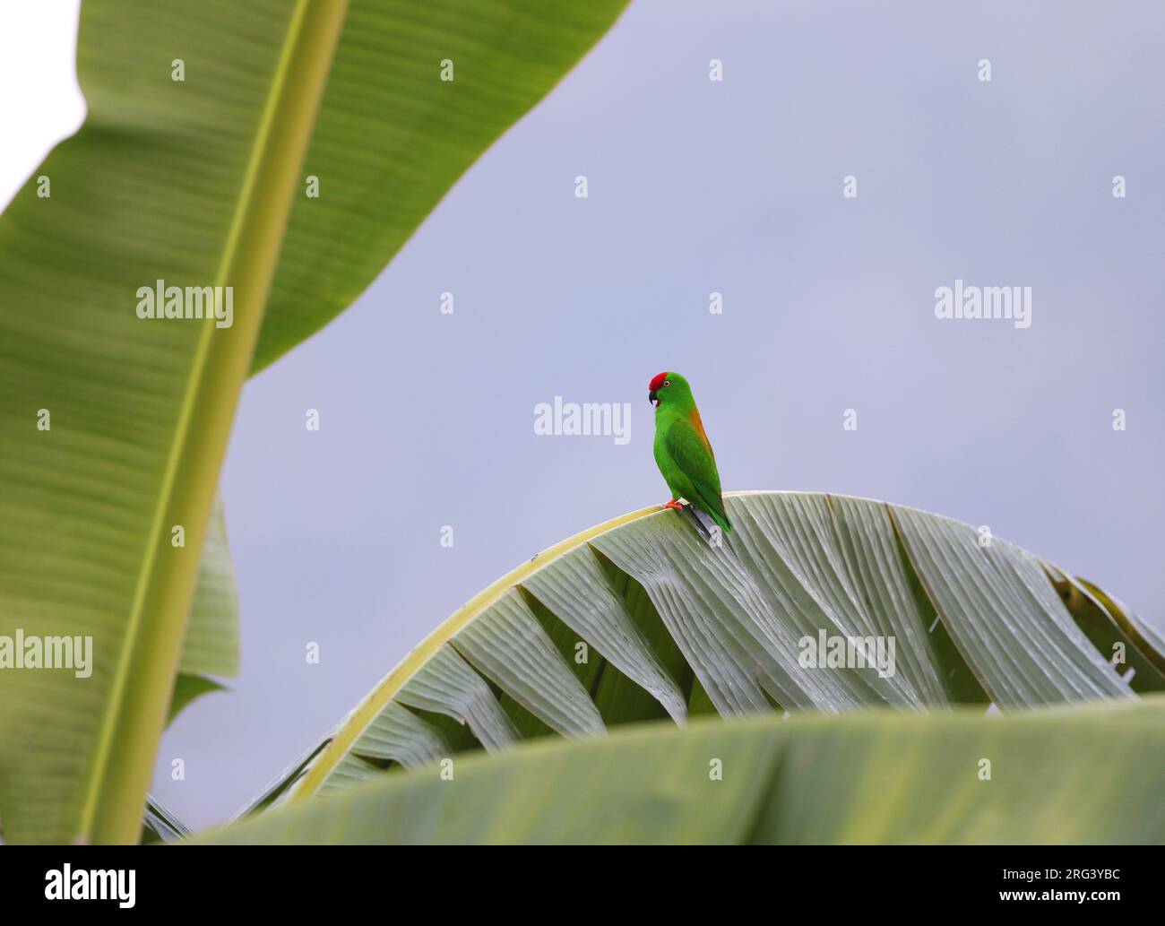 Sulawesi Hanging Parrot (Loriculus stigmatus) Togean Island in the Gulf ...