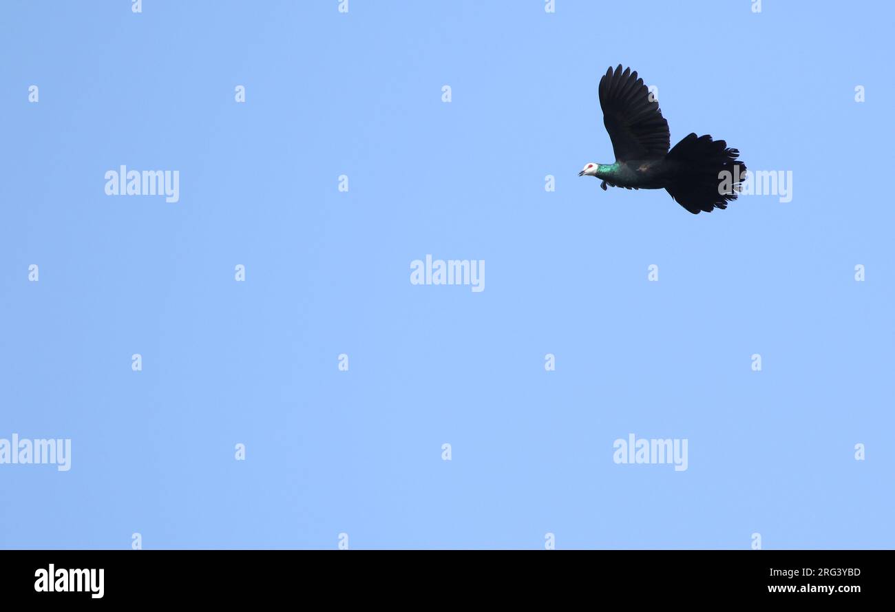 White-faced Cuckoo-Dove (Turacoena manadensis) in flight over Togean ...