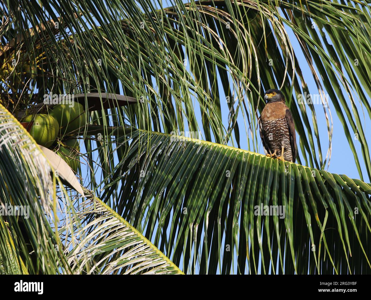 Sulawesi Serpent Eagle (Spilornis rufipectus) in Sulawesi. Sitting in a ...