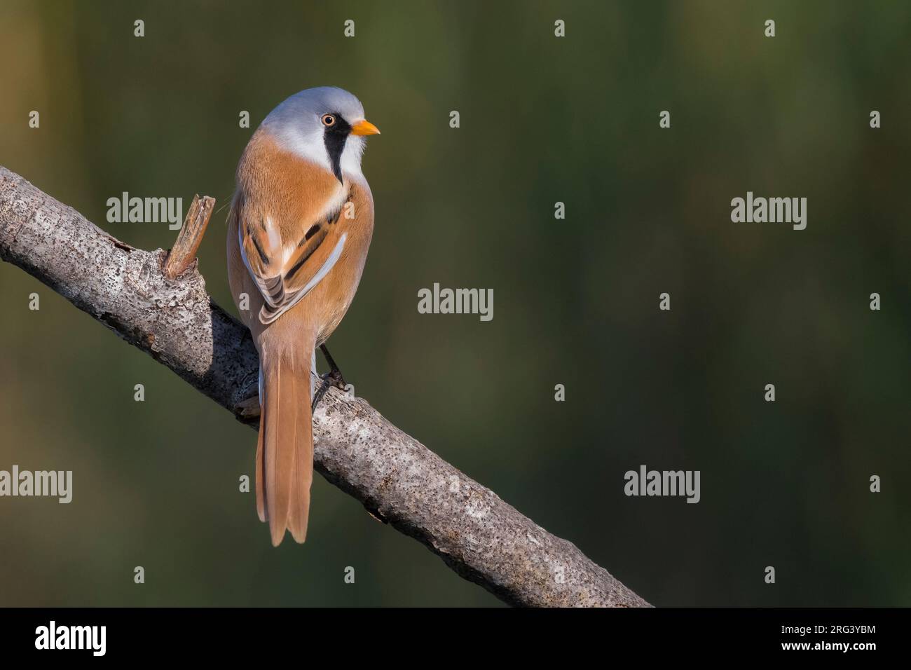 Bearded parrotbill hi-res stock photography and images - Alamy