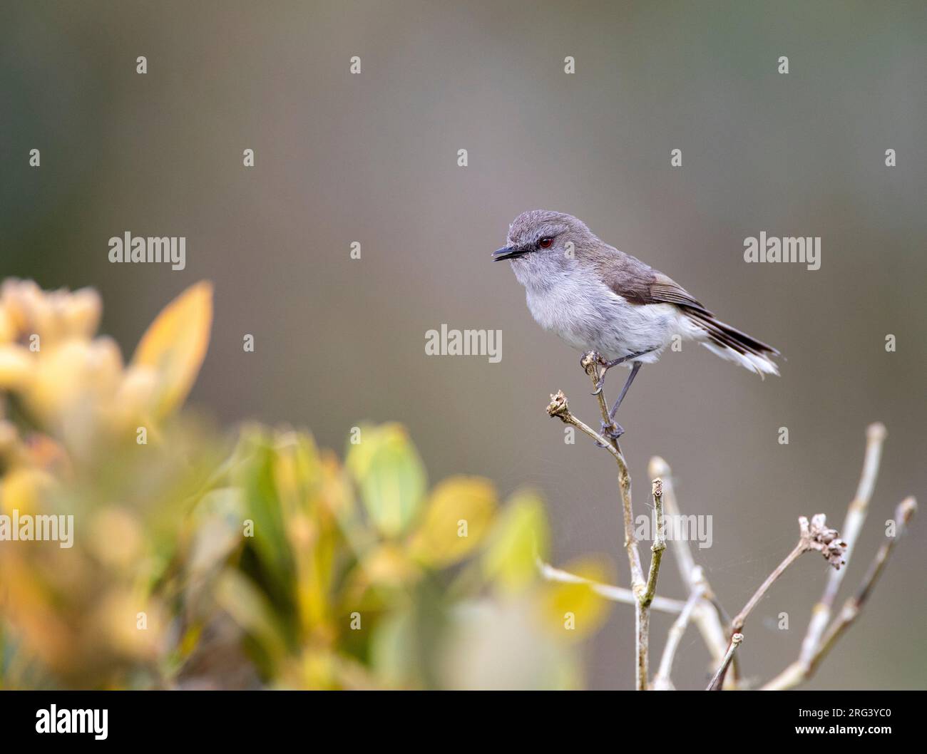 One gerygone hi-res stock photography and images - Alamy