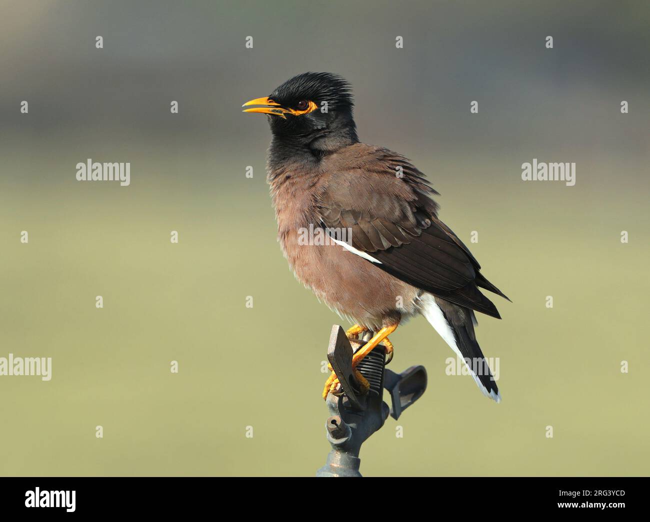 Call of myna hi-res stock photography and images - Alamy