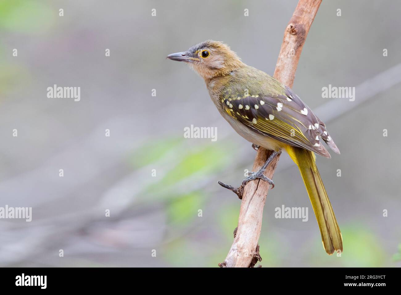 Eastern Nicator (Nicator gularis), side view of an individual perched ...