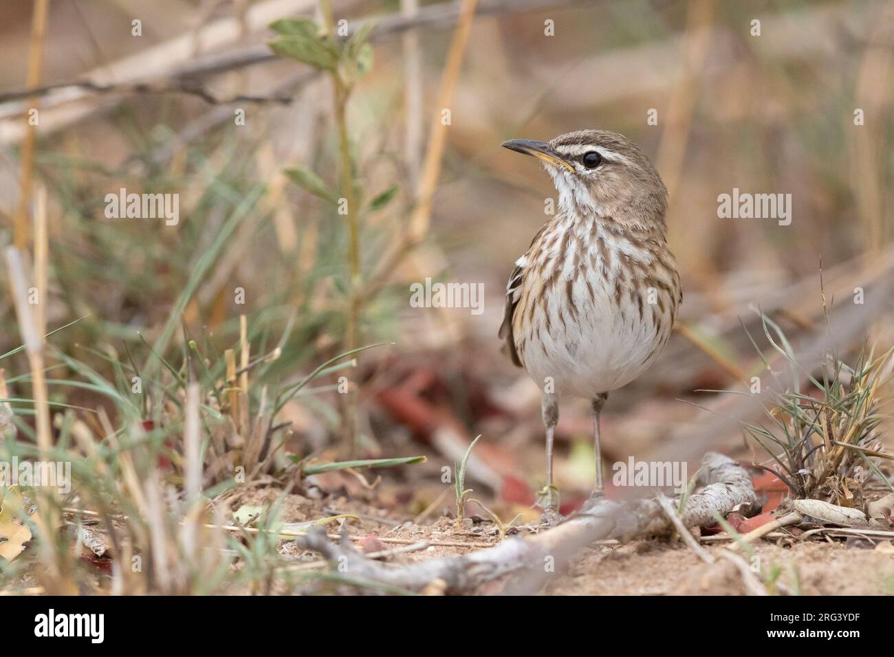 White-browed Scrub Robin (Cercotrichas leucophrys), adult standing on ...