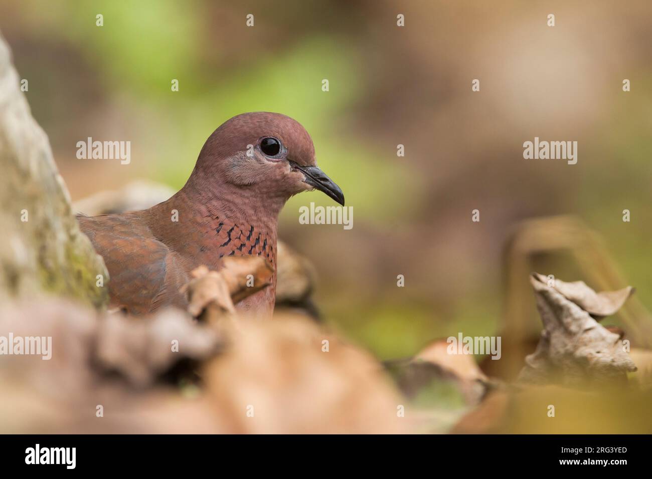 Laughing Dove - Palmtaube - Streptopelia senegalensis ssp. cambayensis ...