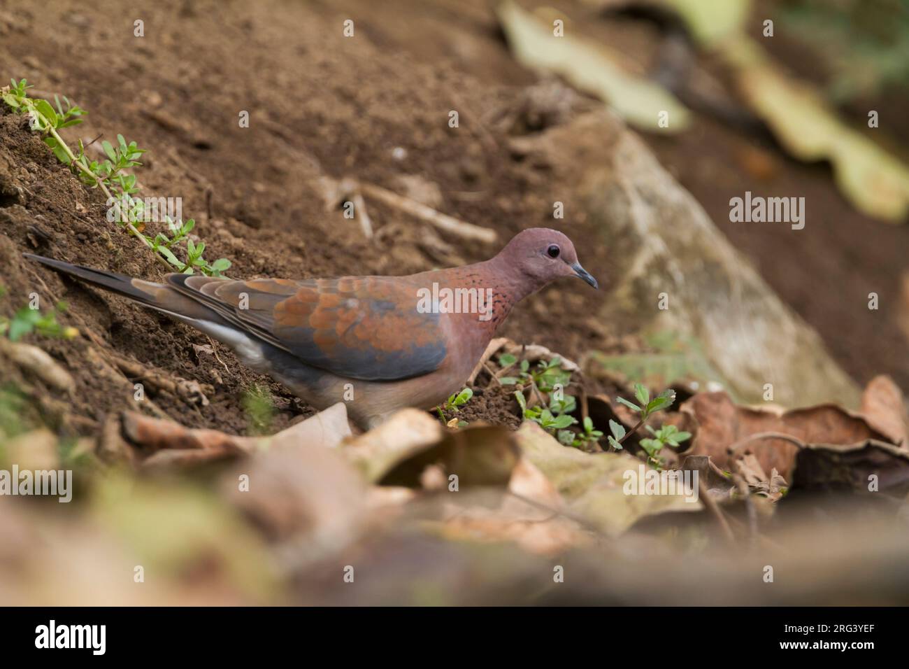 Laughing Dove - Palmtaube - Streptopelia senegalensis ssp. cambayensis ...