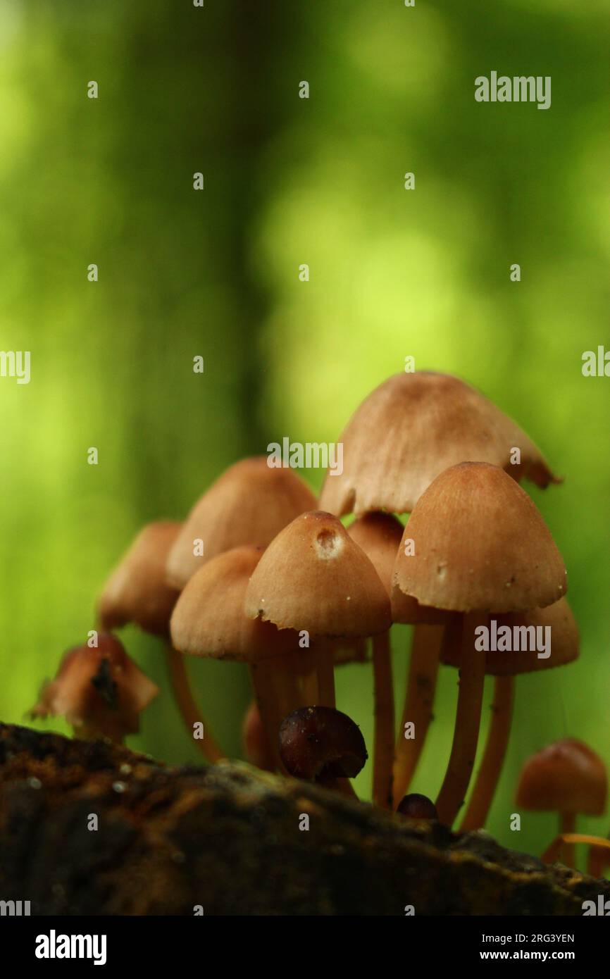 Mushrooms on a decaying log hi-res stock photography and images - Alamy