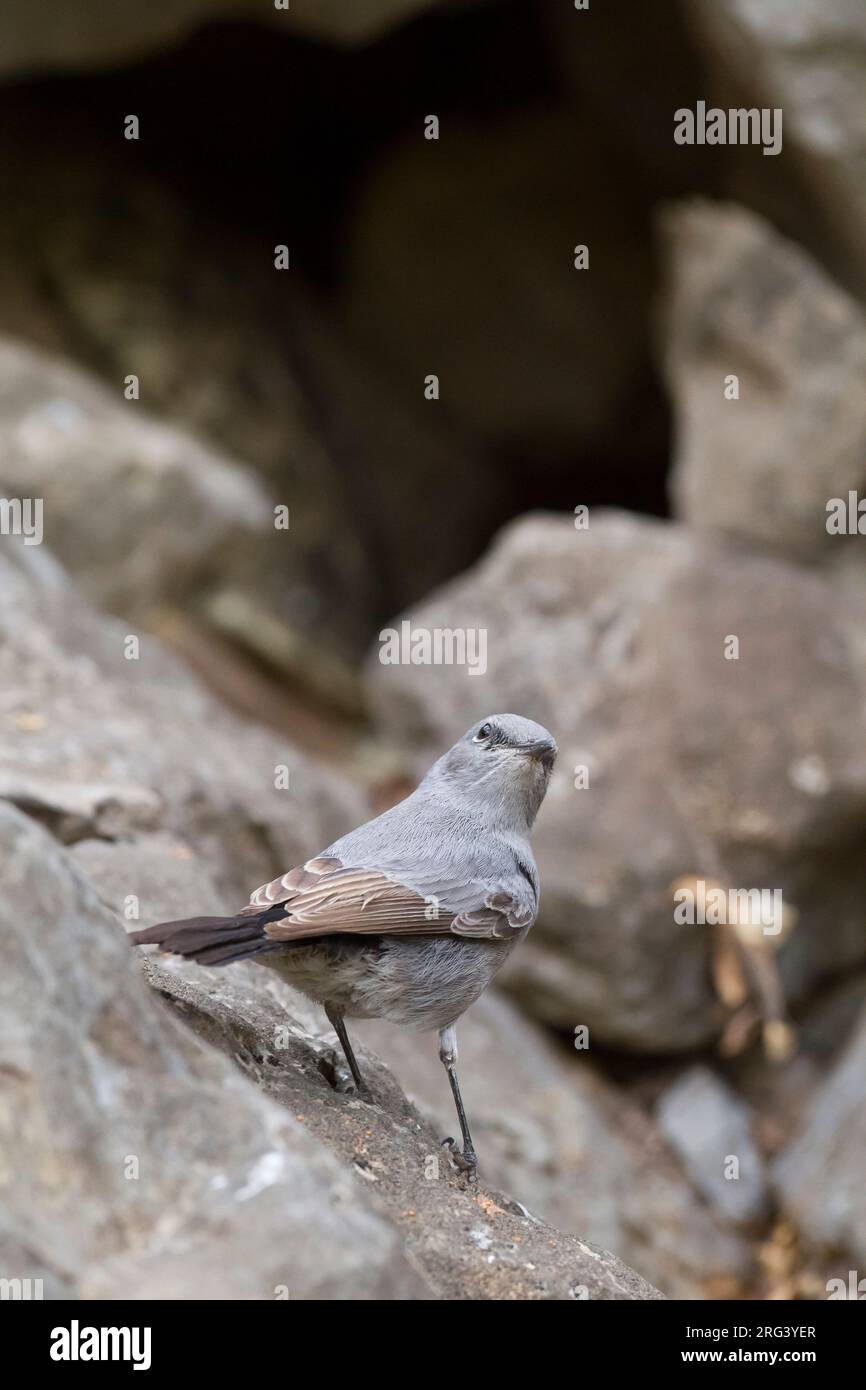 Blackstart - Schwarzschwanz - Cercomela melanura ssp. neumanni, Oman ...
