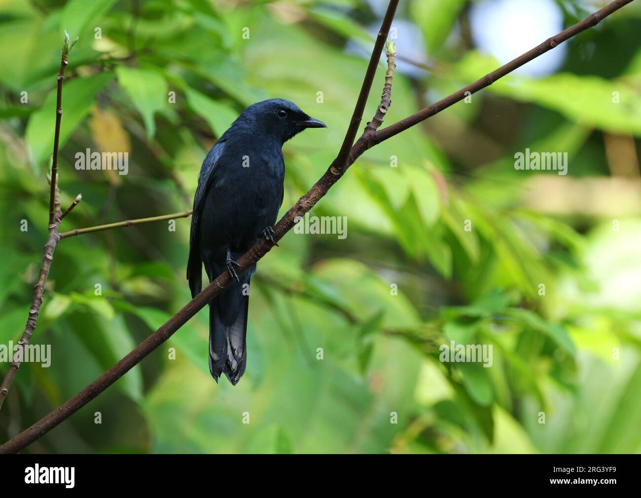 Sulawesi cicadabird hi-res stock photography and images - Alamy