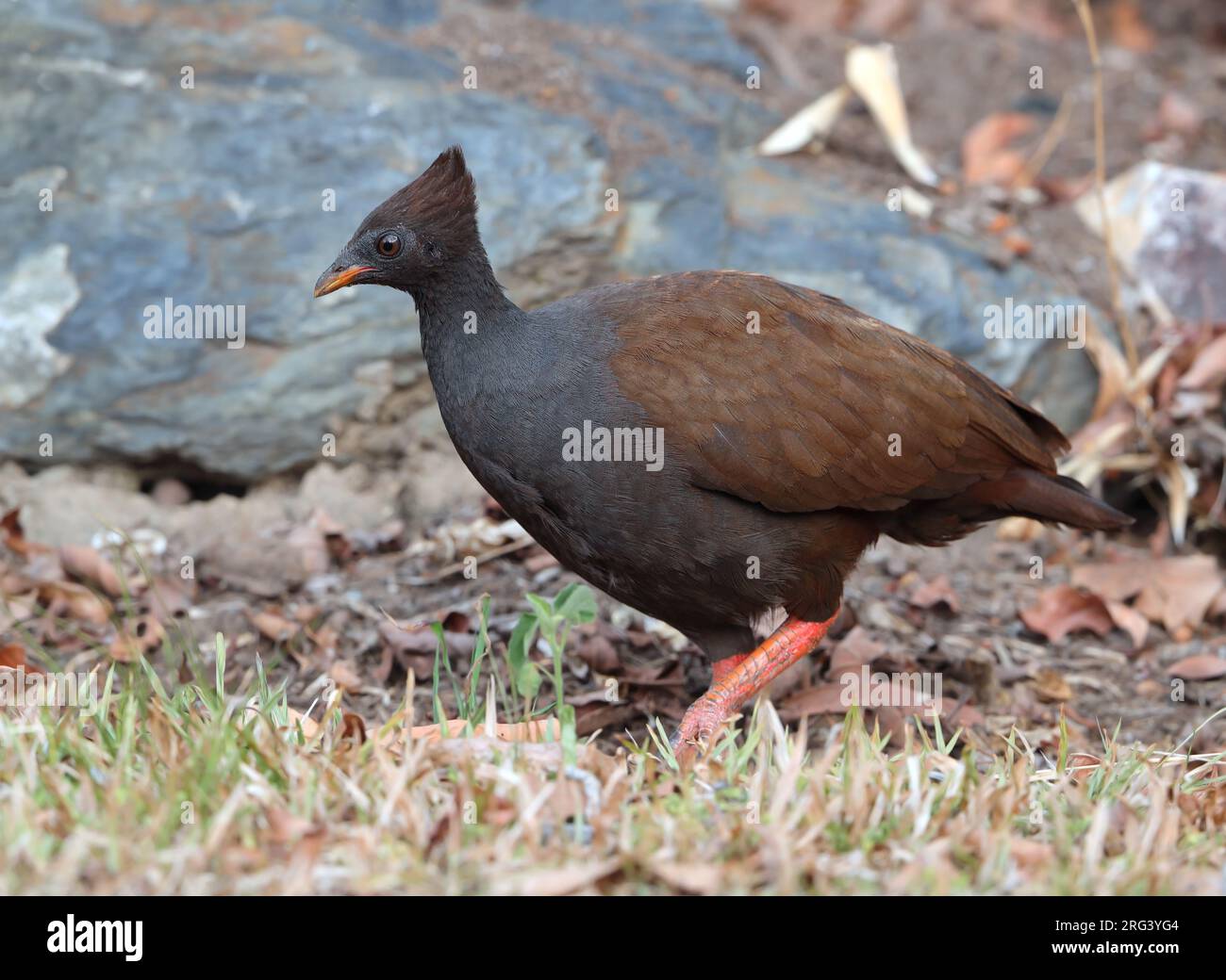 Orange-footed Scrubfowl (Megapodius reinwardt) at Cairns Botanical ...