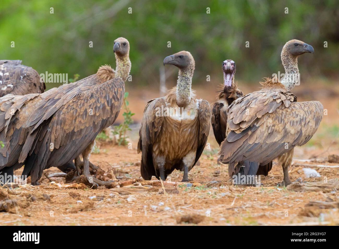 White backed vulture on ground hi-res stock photography and images - Alamy